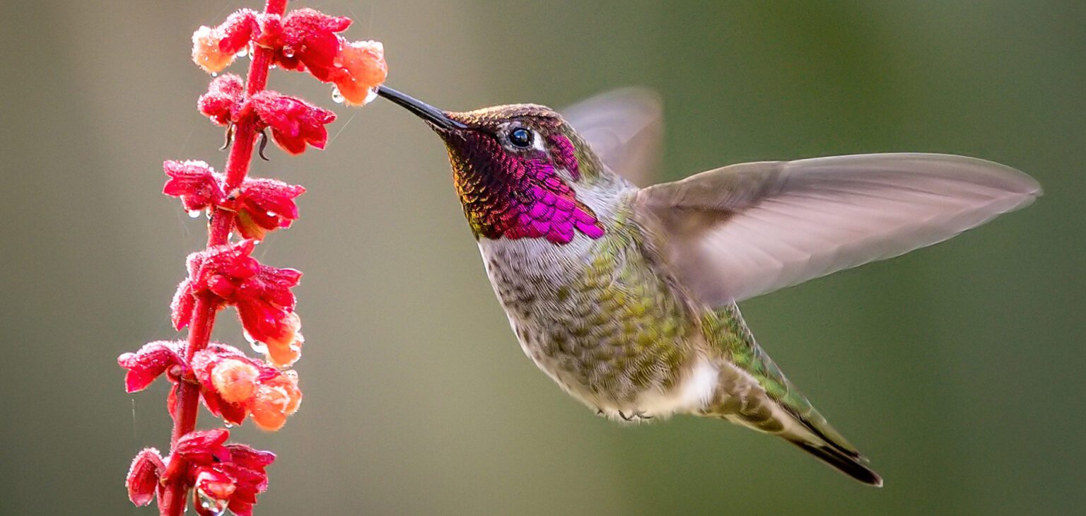 How To Mix Hummingbird Food: A Simple Guide for Bird Lovers - How To ...