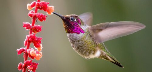 Arizona: Attracting and Feeding Hummingbirds