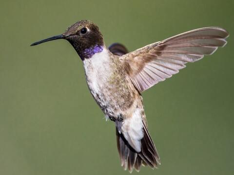 Oregon Hummingbirds: Species, Feeding & Attracting