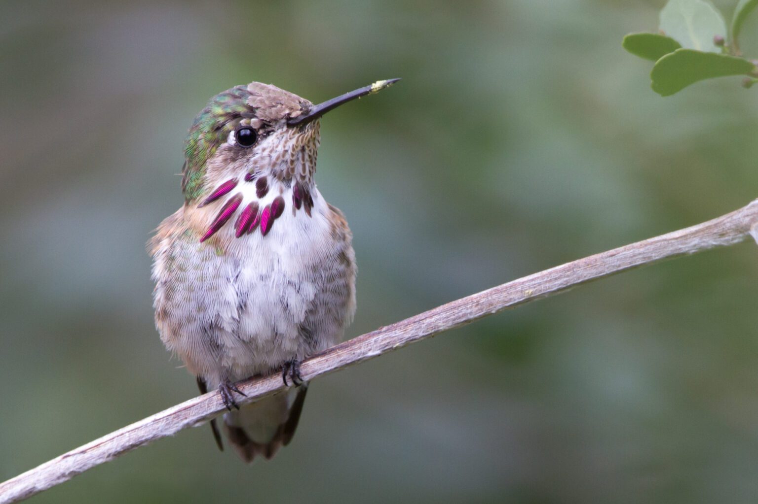California Hummingbirds: Feeders, Nectar & Native Plants