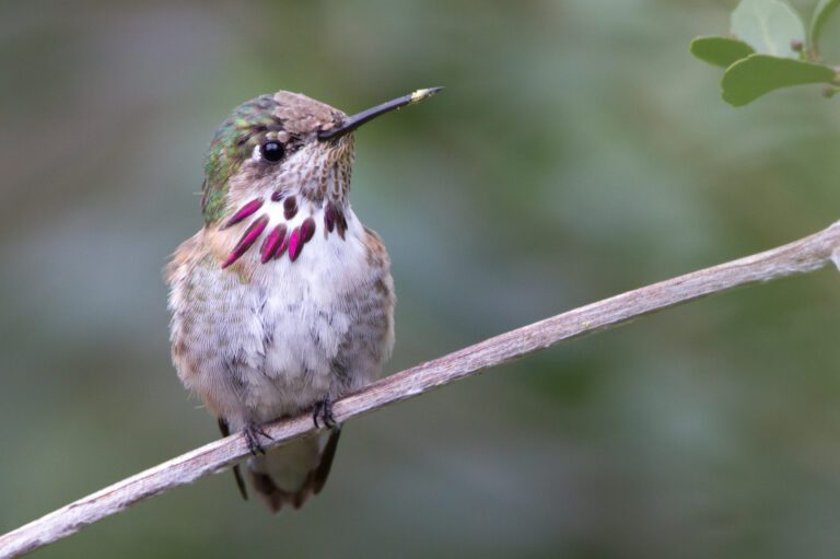 Hummingbirds in Montana: Species, Timing, Feeders & Native Plants