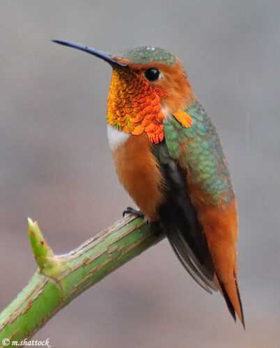 Hummingbirds in Montana: Species, Timing, Feeders & Native Plants