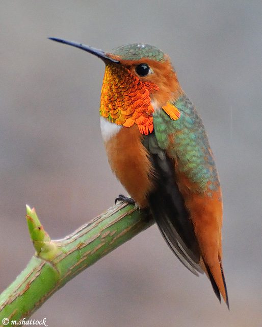 Alaska: Attracting And Feeding Hummingbirds
