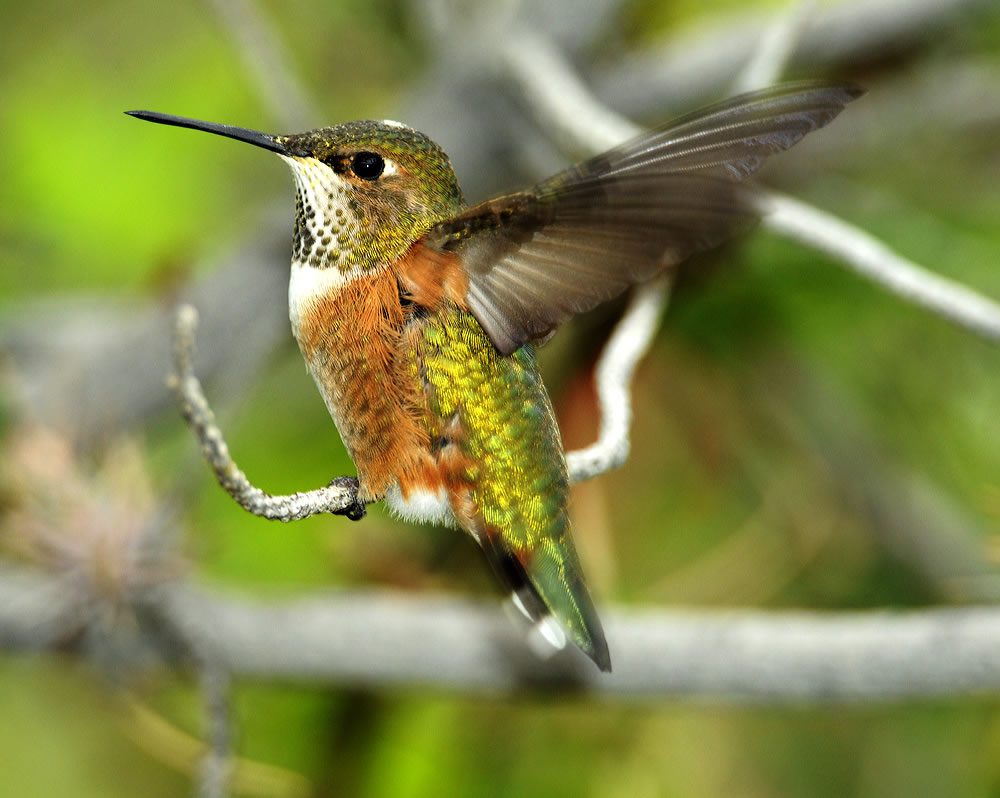 How to Make the Perfect Hummingbird Water Sugar Solution