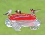 The Hummingbird Facts and Information Site