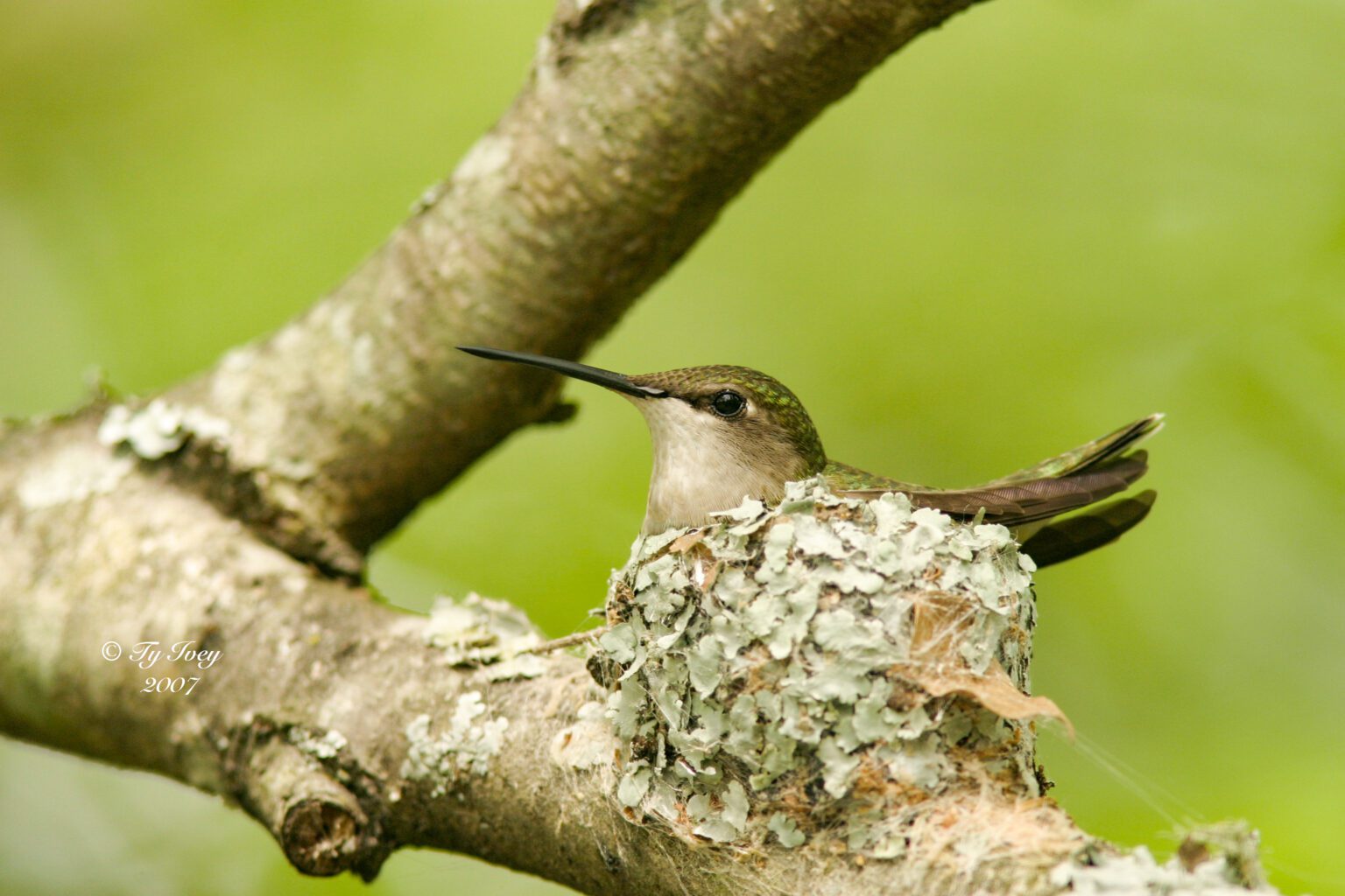 The Hummingbird Facts and Information Site