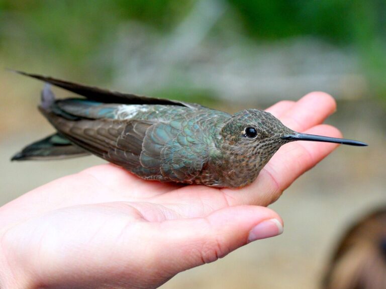 The Hummingbird Facts and Information Site