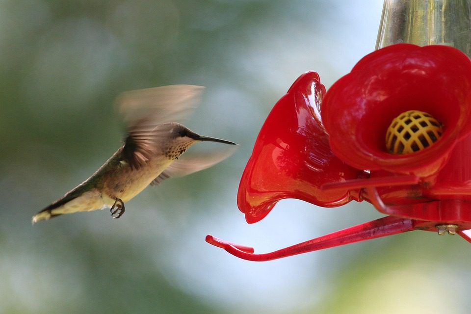 How to Make the Perfect Hummingbird Food Mixture: A Complete Guide