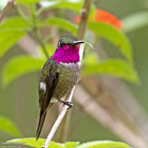 Amethyst Woodstar hummingbird - How To Enjoy Hummingbirds