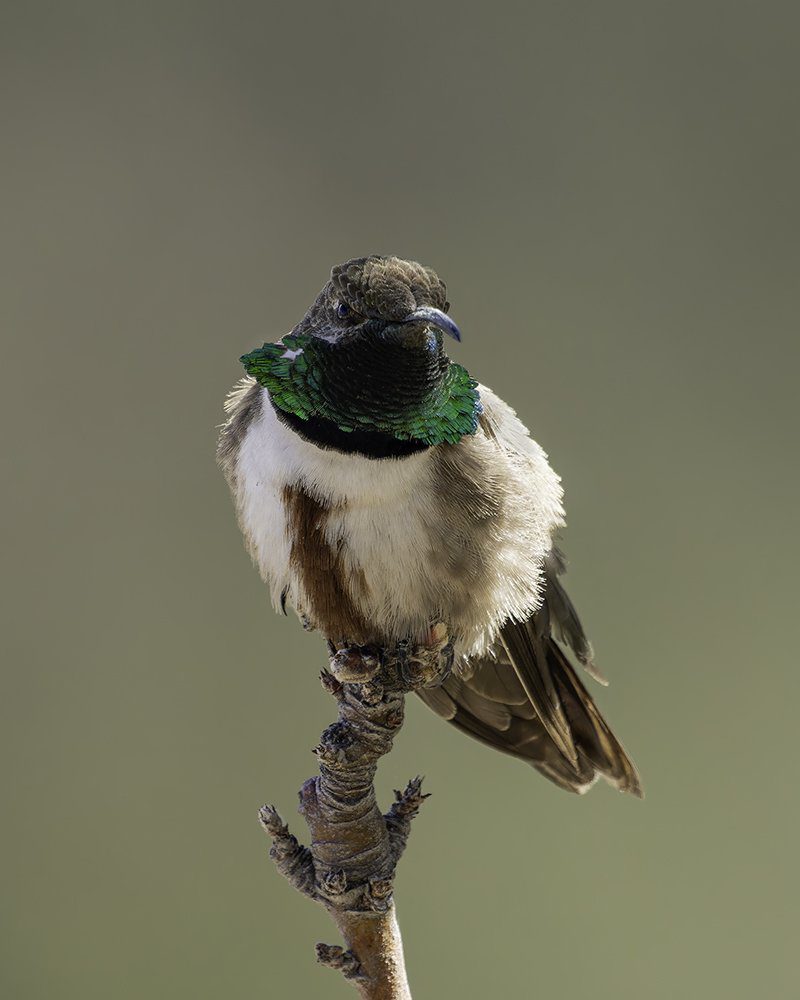 The Andean Hillstar Hummingbird: A High-Altitude Marvel of the Andes