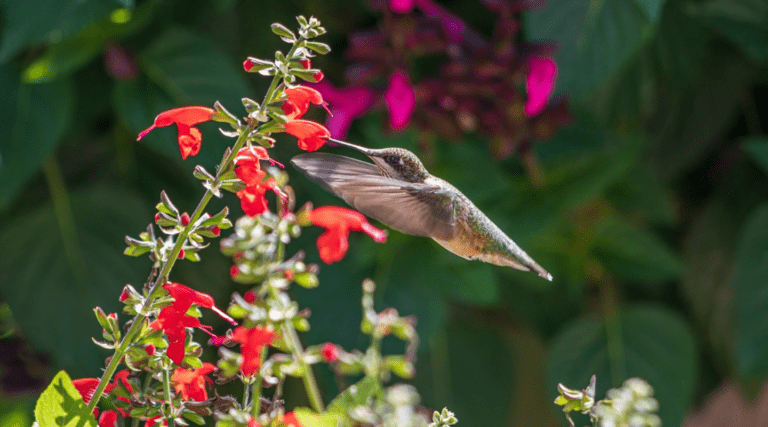 Native Hummingbird-Attracting Plants for the Eastern U.S