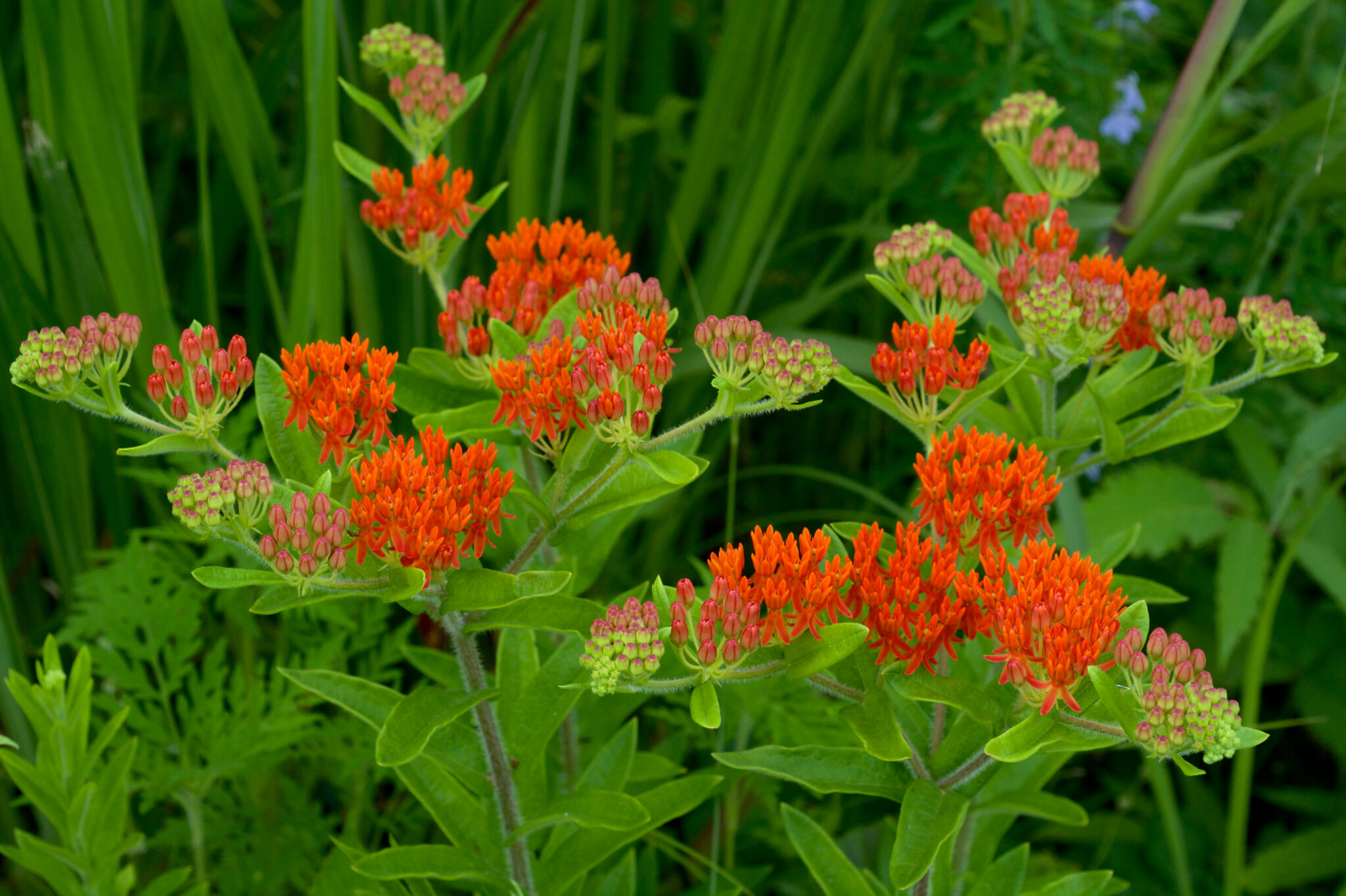 Butterfly Weed: A Vibrant Nectar Source for Hummingbirds - How To Enjoy ...