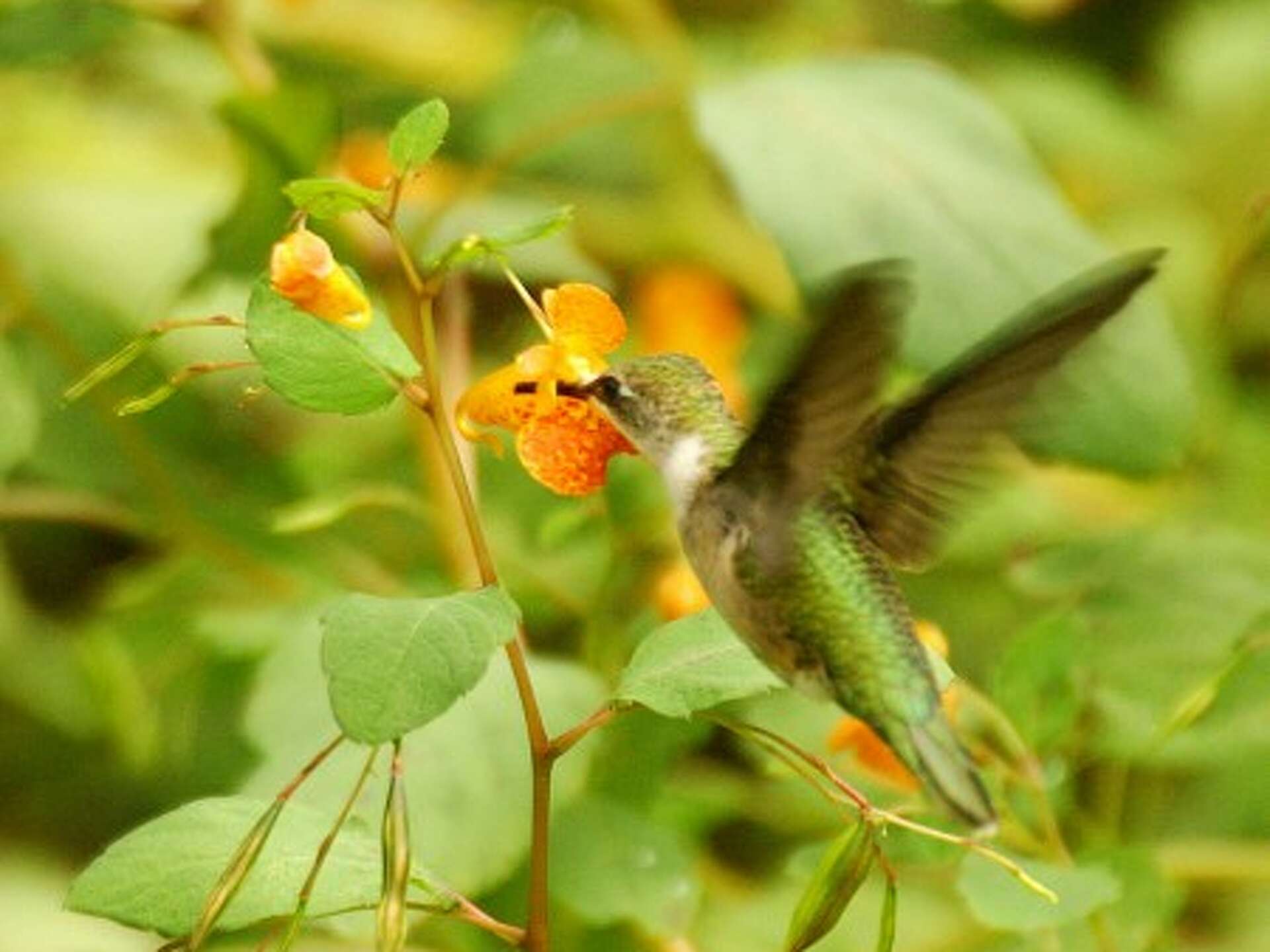Native Hummingbird-Attracting Plants for the Eastern U.S
