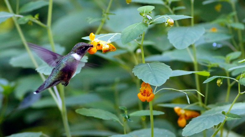 List of Native Hummingbird-Attracting Plants for the Midwestern United ...
