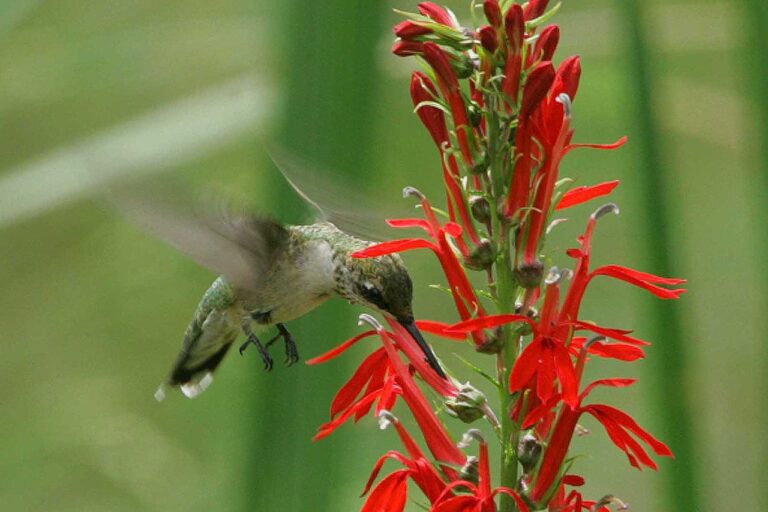 List of Native Hummingbird-Attracting Plants for Northeastern United ...
