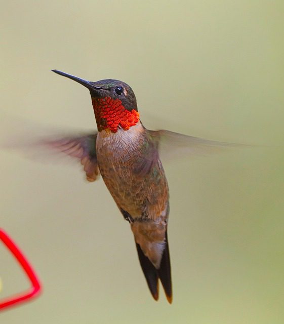 The Best Hummingbird Food Recipe That’s Easy To Make - How To Enjoy ...