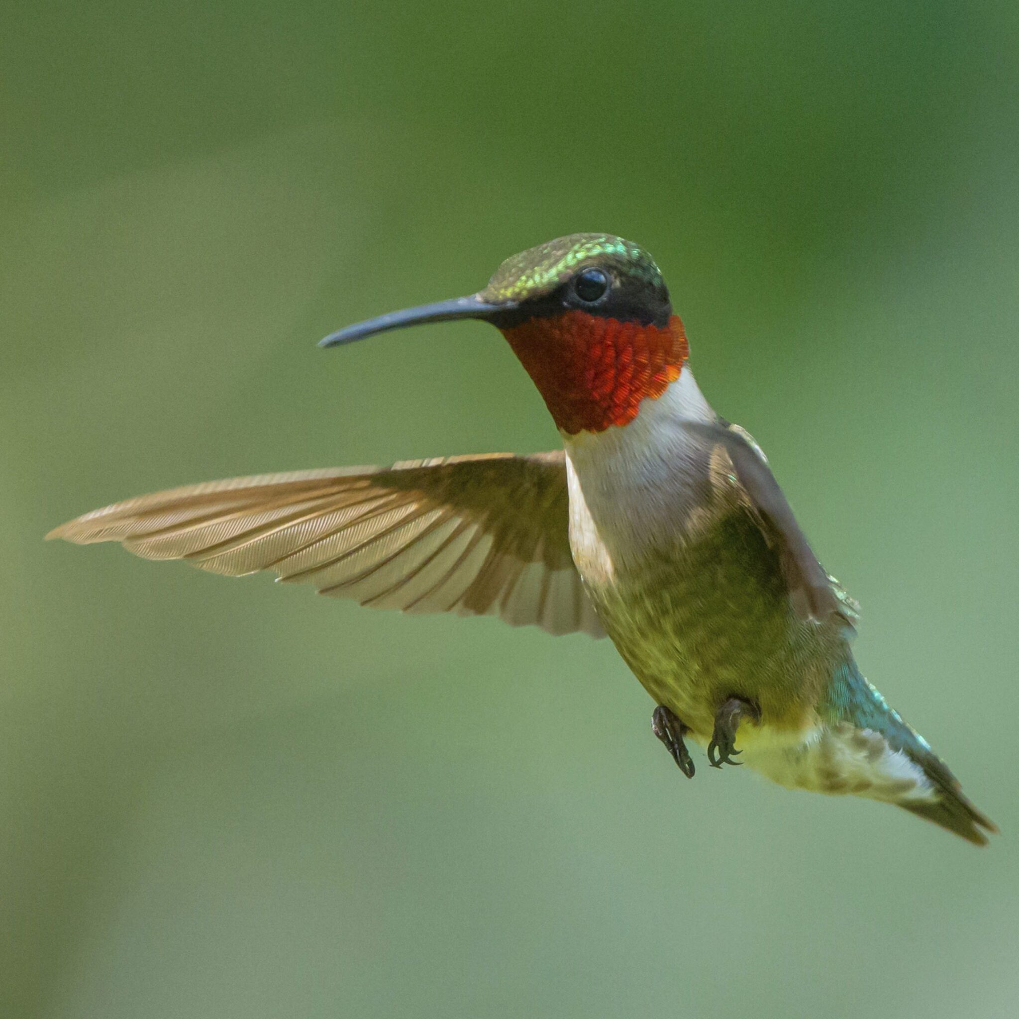 Virginia Hummingbirds: Species, Feeding & Attracting