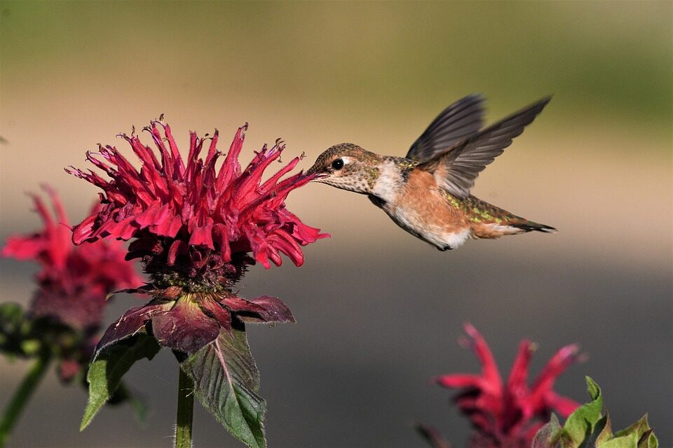 List of Native Hummingbird-Attracting Plants for Northeastern United ...