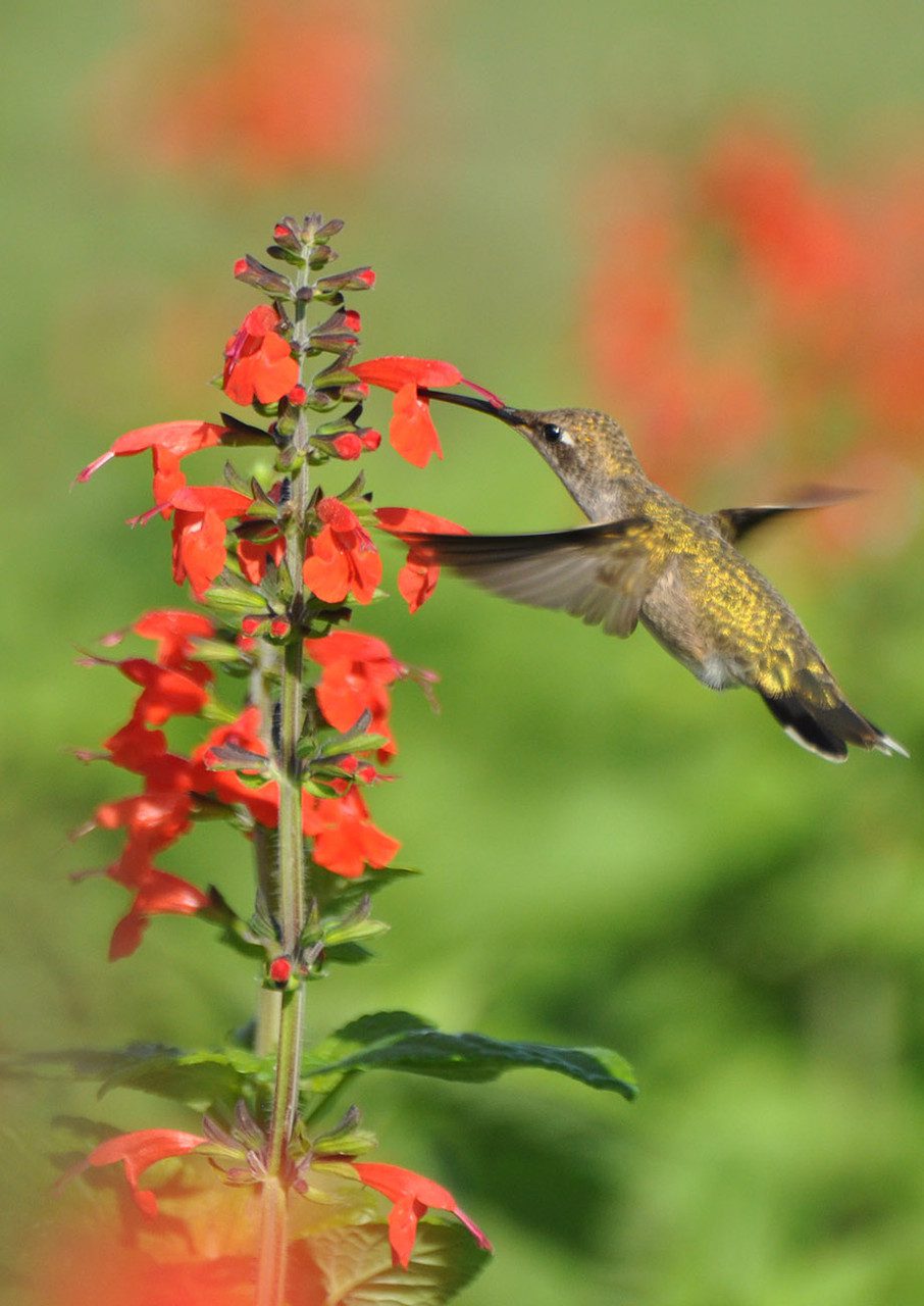 List of Native Hummingbird Plants for Southeastern United States
