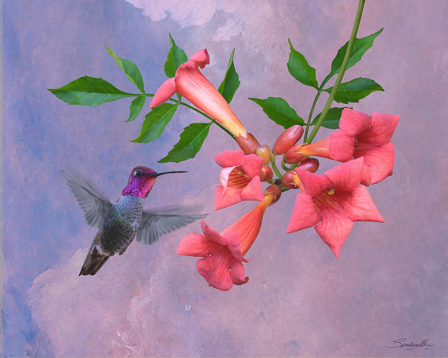Best Hummingbird Plants for Northeastern United States