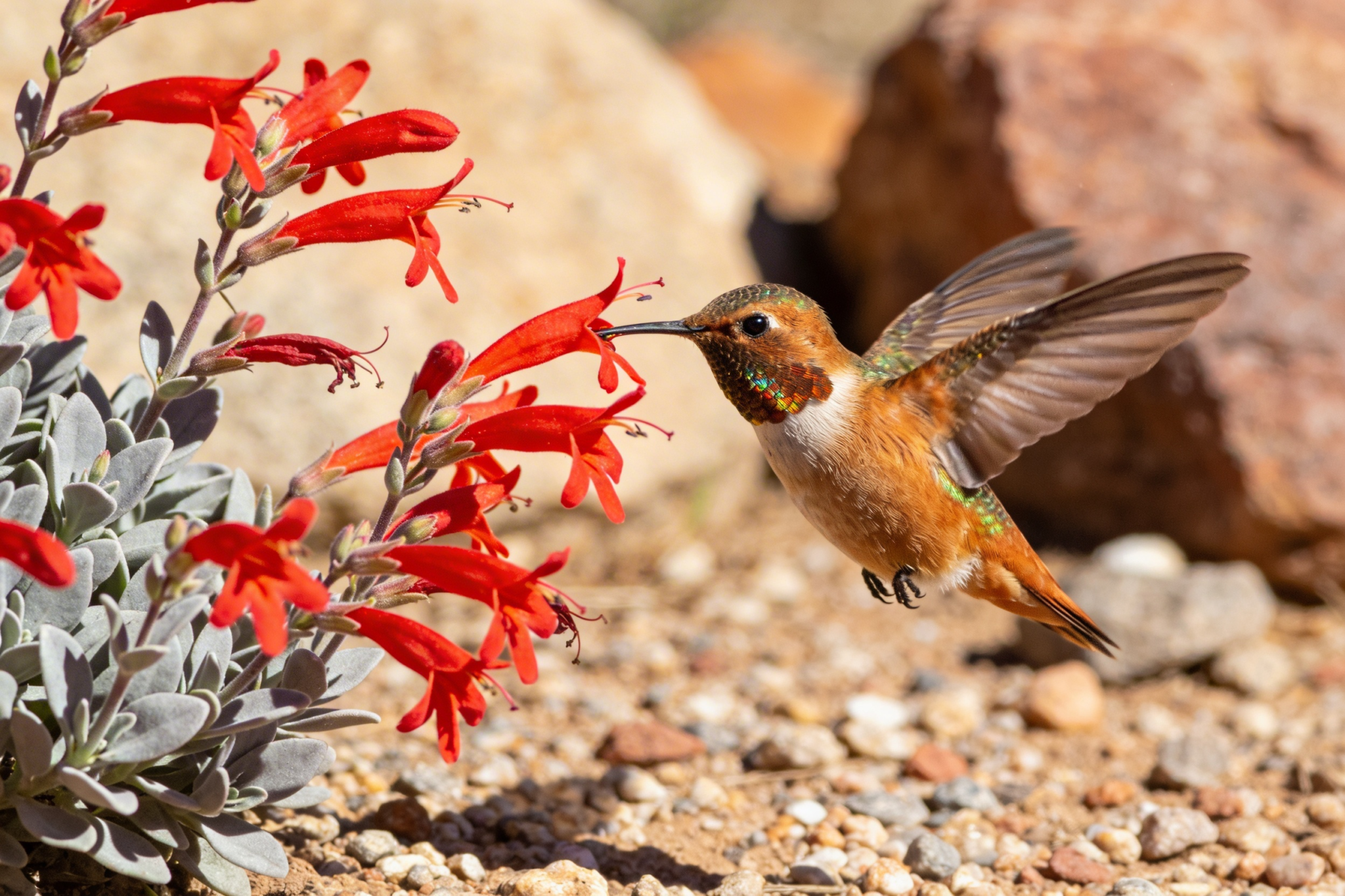 Hummingbird Trumpet: Arizona’s Fiery Nectar Magnet